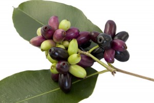 Jamun Benefits, Usage, Dose, Side Effects - Complete Ayurveda Details