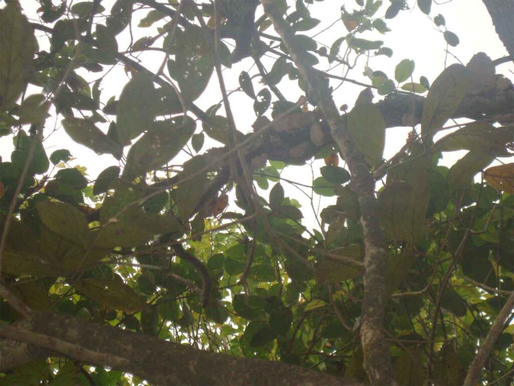 Haritaki - Terminalia chebula - Uses, Side Effects, Ayurveda Details