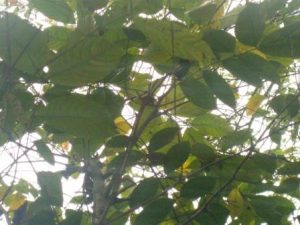 Kutaja - Benefits, Usage, Dose, Side Effects - Ayurveda Details