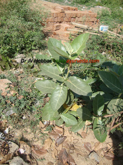 Calotropis gigantea - Arka Uses, Dose, Side Effects, Ayurveda Details