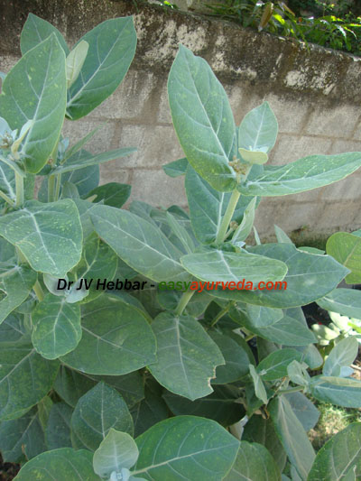 Calotropis gigantea - Arka Uses, Dose, Side Effects, Ayurveda Details