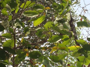 Kupilu - Nux Vomica Uses, Dose, Purification, Side Effects - Ayurveda