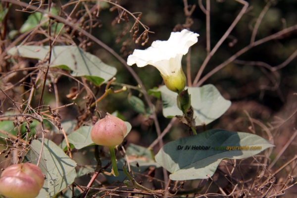 Trivrit - Operculina turpethum - Usage, Dose, Side Effects