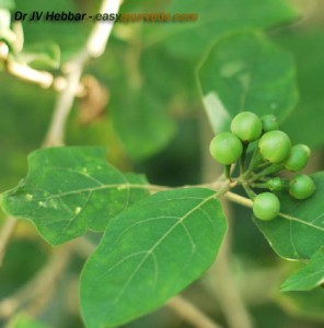 Brihati Solanum indicum Qualities, Benefits, Dose, Side Effect