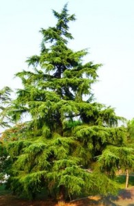 Devadaru - Cedrus deodara Uses, Research, Side Effects