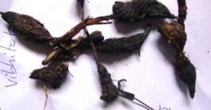 Musta: Cyperus rotundus Uses, Research, Remedies, Side Effects