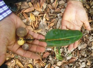 Punnaga: Calophyllum inophyllum Uses Research Side Effects