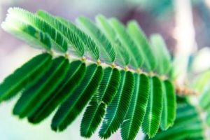 Touch Me Not Plant: Uses, How To Take, Side Effects, Research