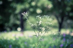 Sahadevi: Vernonia cinerea Benefits, Remedies, Research, Side Effects