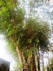 Putrajivaka: Putranjiva roxburghii Uses, Remedies, Research