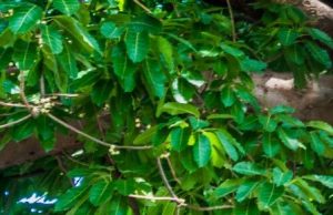 Java Fig: Ficus lacor Uses, Research, Remedies, Side Effects