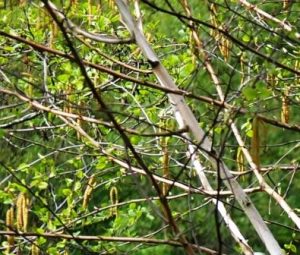 Bhurja: Himalayan birch: Uses, Research, Remedies, Medicines