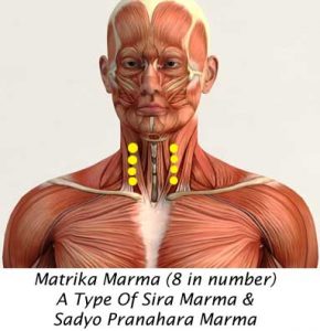 Marmas Of The Head And Neck: Shiro Griva Gata Marmas