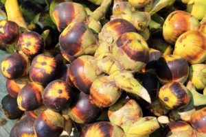 Toddy Palm (Asian Palmyra Palm) Uses, Research, Medicines, Side Effects