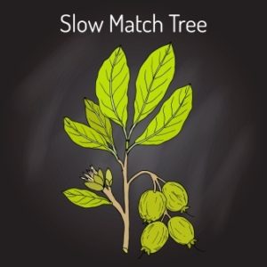 Kumbhi Tree (Careya arborea) Uses, Research, Medicines, Side Effects