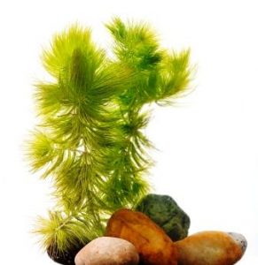 Coontail Ceratophyllum demersum Uses, Research, Dose, Side Effects