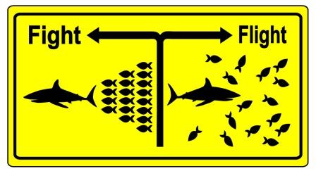 Choosing Fight Or Flight Responses To Combat Stress