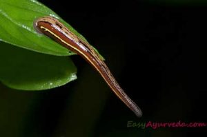 Leech Therapy Procedure, Benefits, Side Effects, Treatment