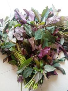 Amaranth Uses, Qualities, Remedies, Research