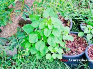 Haritha Manjari (Acalypha indica) Uses, Remedies, Research