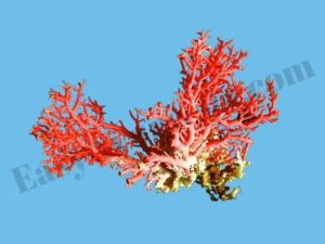 Pravala (Coral): Types, Properties, Shodhana, Marana, Dosage