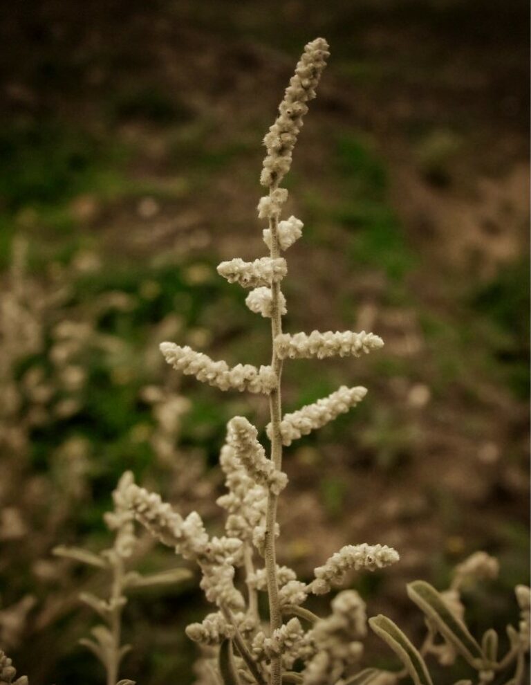 Dashapushpa 10 Sacred Flowers Uses, Indications, Research