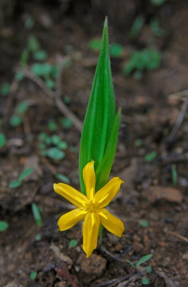 Dashapushpa 10 Sacred Flowers Uses, Indications, Research